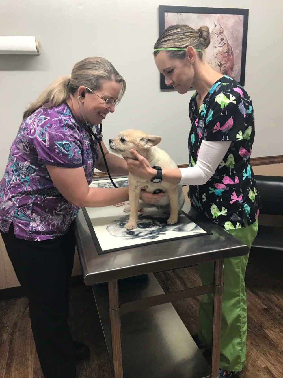 Pet Wellness Exams Benton City, WA | Sunrise Veterinary Clinic