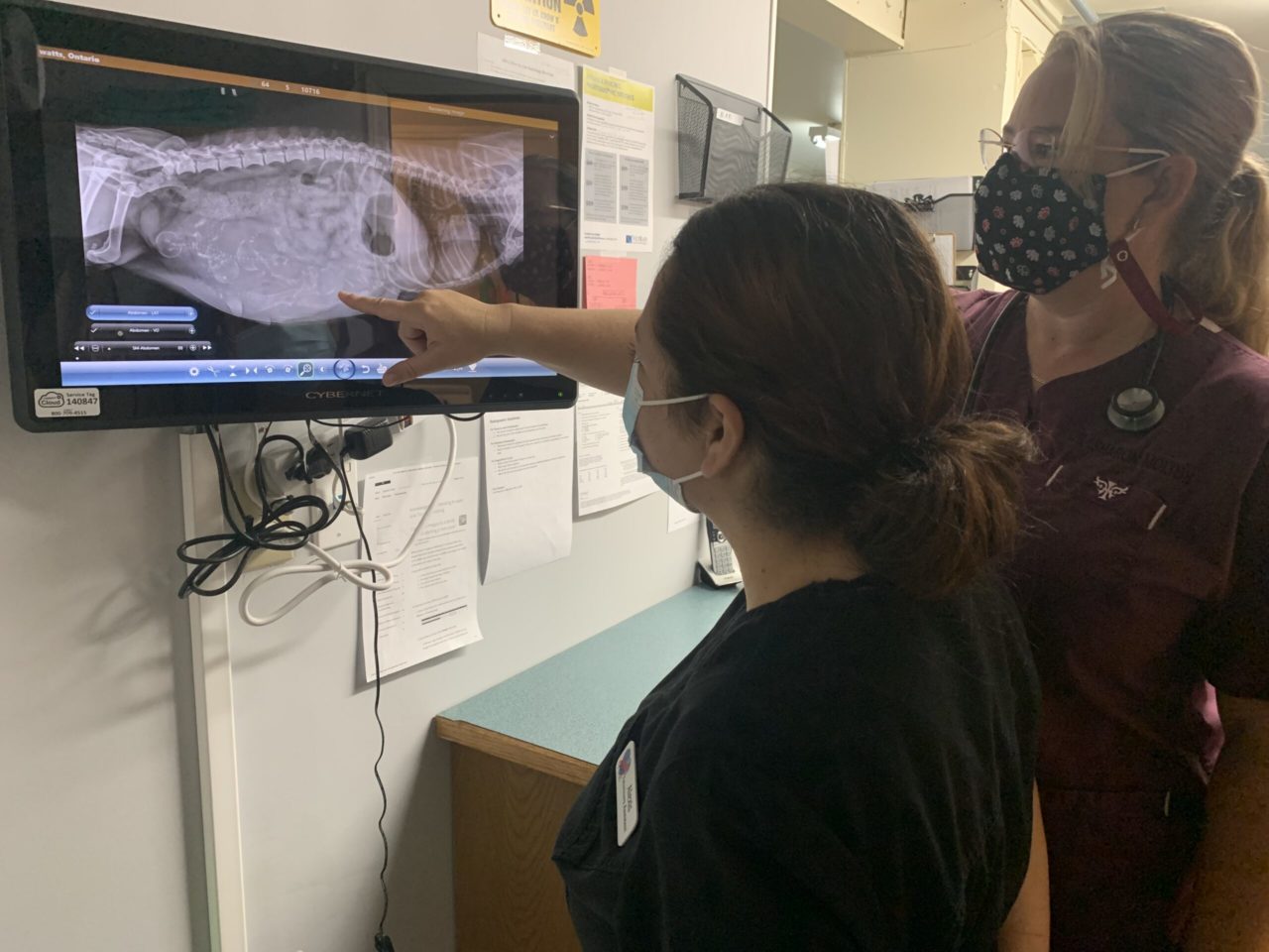 Pet Radiology Benton City, WA 99320 | Sunrise Veterinary Clinic