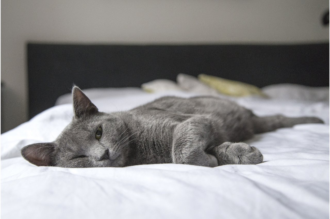 3 Signs Of A Seriously Anxious Cat