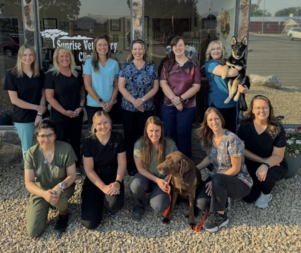 Veterinarian In Benton City, WA 99320 | Sunrise Veterinary Clinic